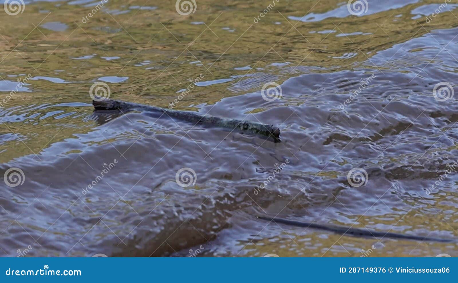 Slow Motion Twig Floating stock footage. Video of twig - 287149376