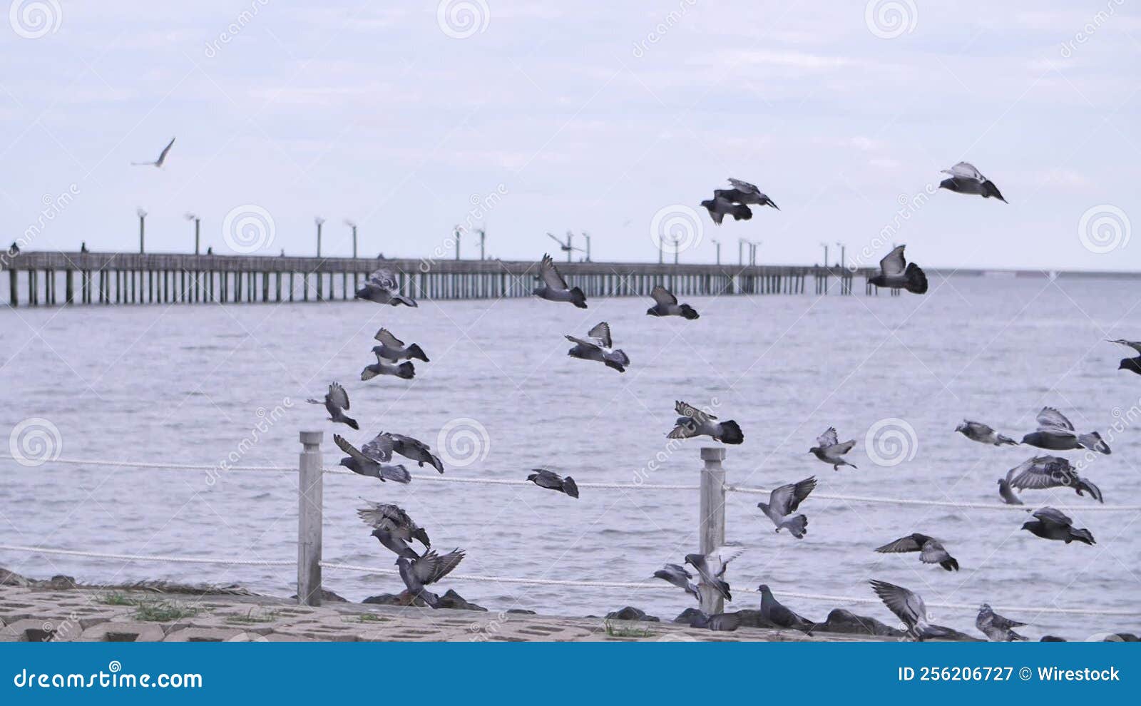 Slow-motion View of Birds Flying Next To a Sea Stock Video - Video of ...