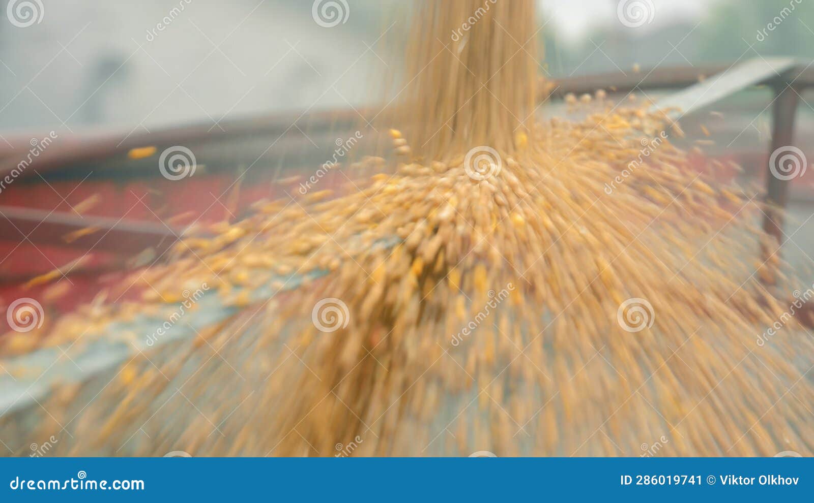 Slow Movement of Falling Grain when Loading a Grain Crop. Stock Video ...