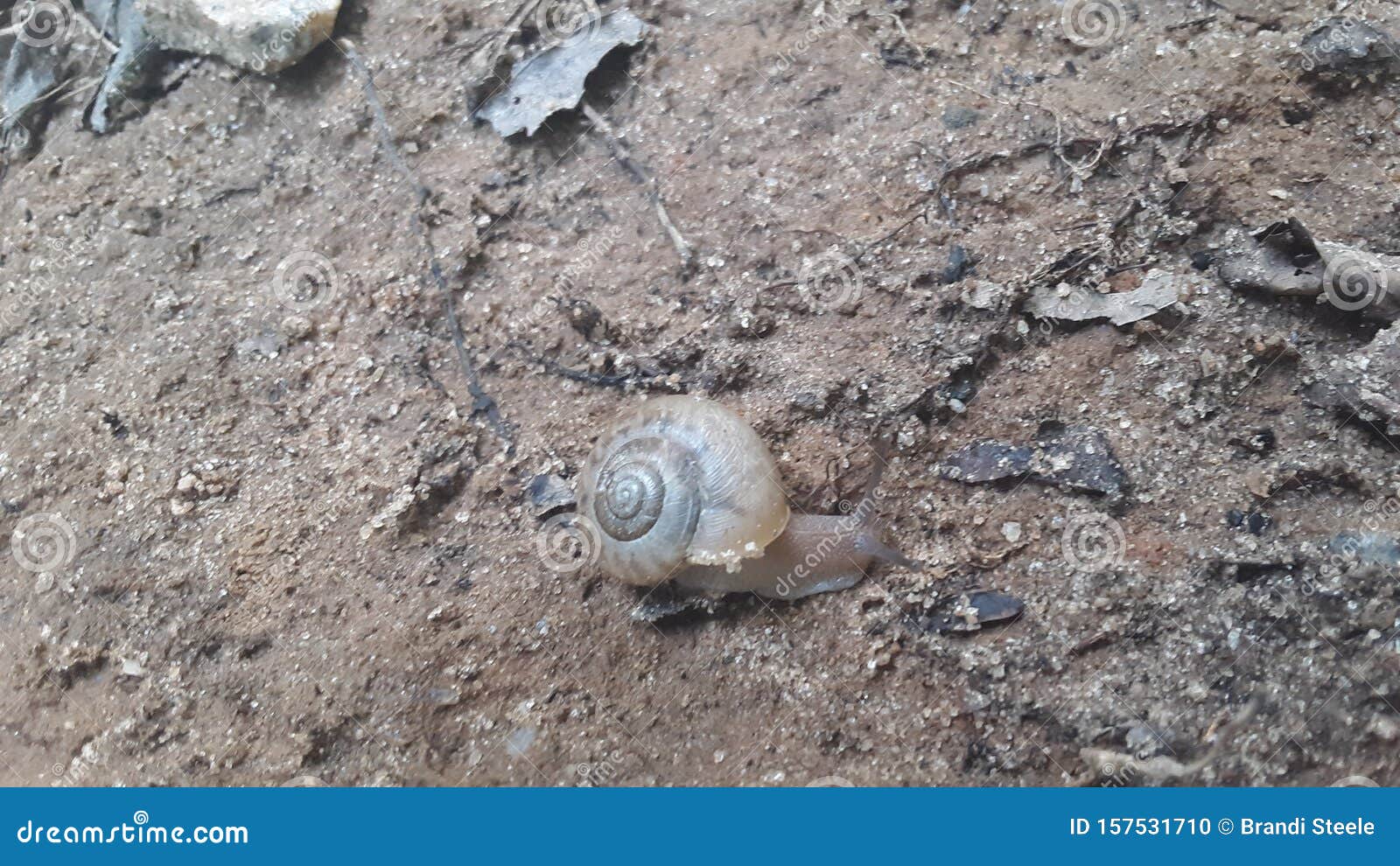 Slow Mover Sammy Snail stock photo. Image of slow, sammy - 157531710