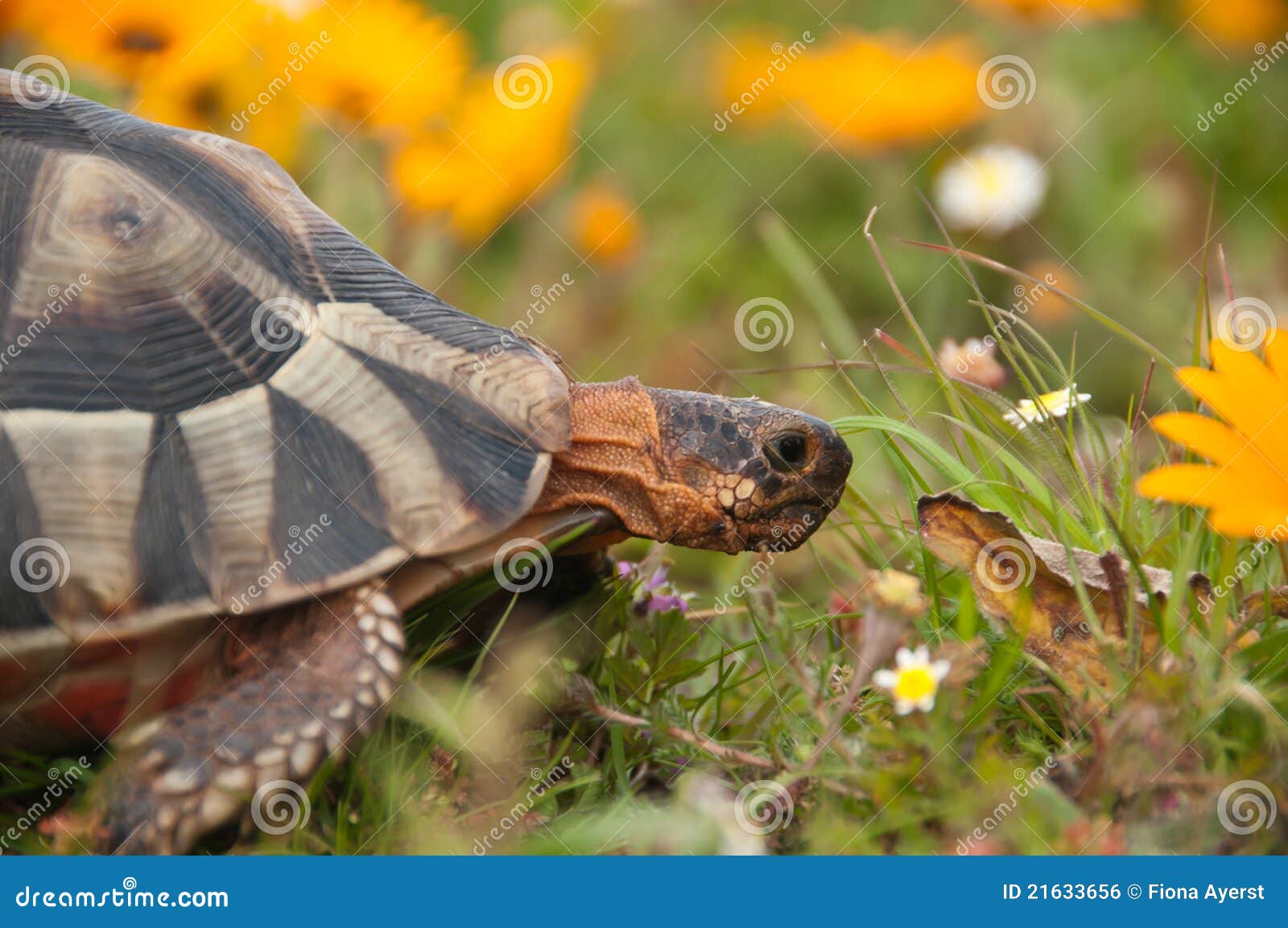 Slow moving stock photo. Image of western, south, tortoise - 21633656