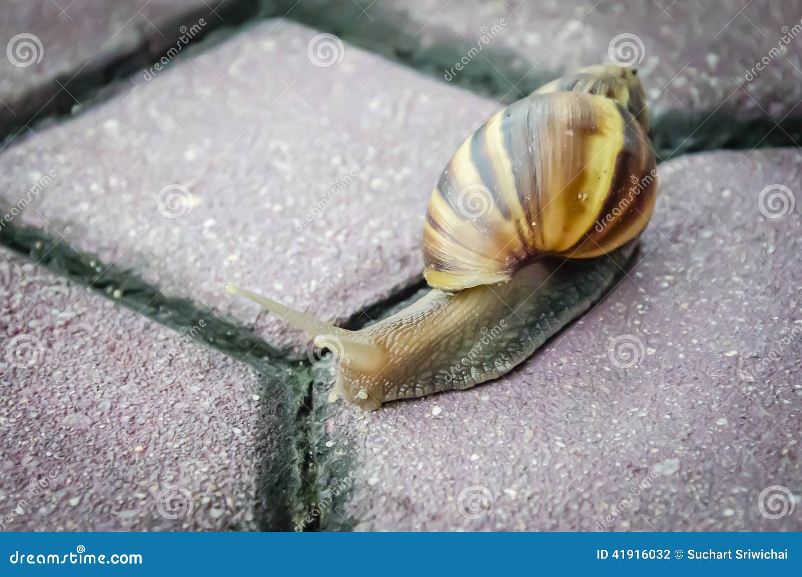 Slow Moving Snail Stock Photos - Royalty Free Stock Images