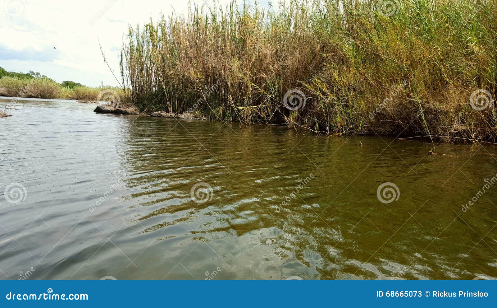 Slow moving river stock image. Image of bush, slow, river - 68665073