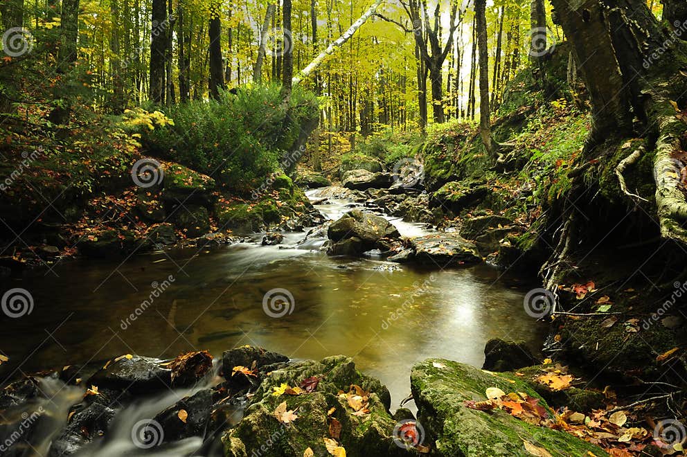 Slow moving stream stock photo. Image of water, moss - 11287480