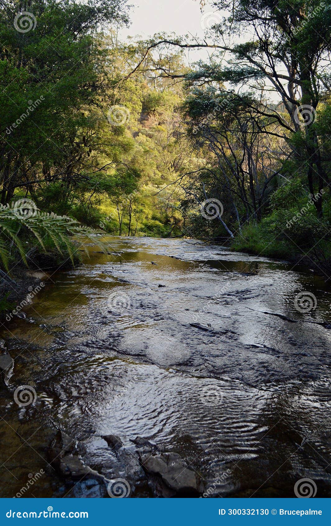 A Slow Moving Stream Flows through the Forest on a Sunny Afternoon ...