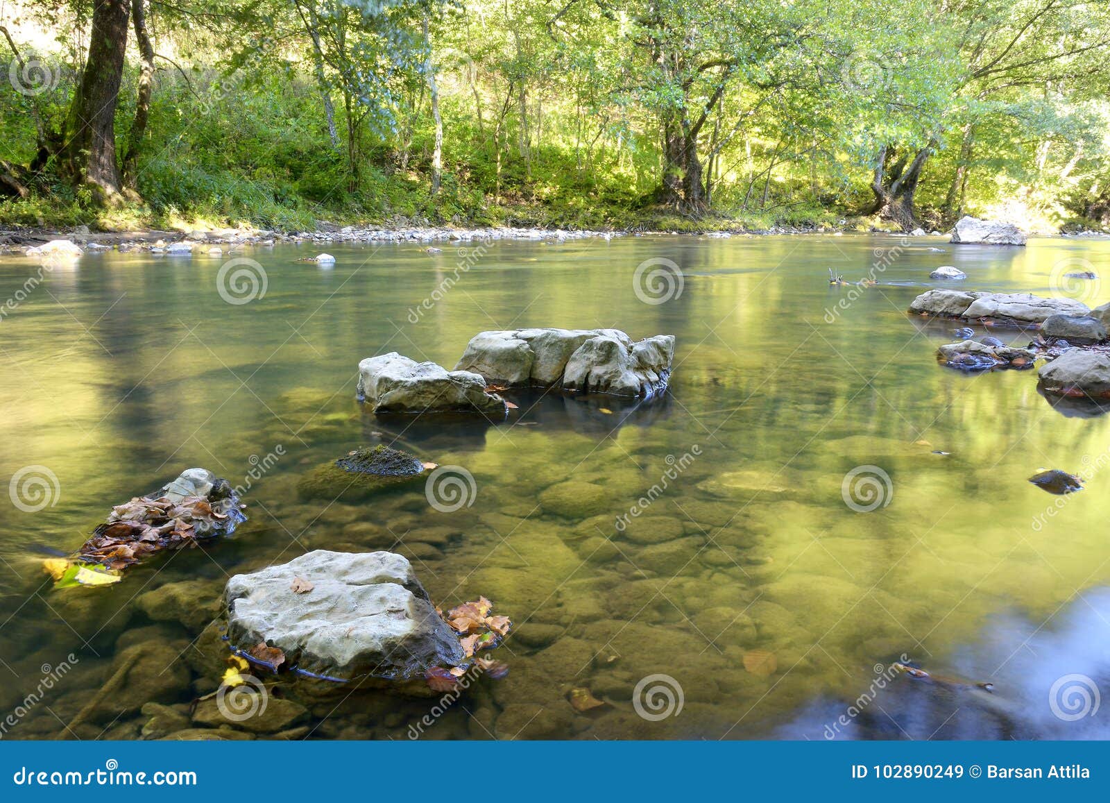 The Slow Moving Stream in a Forest Stock Image - Image of beautiful ...