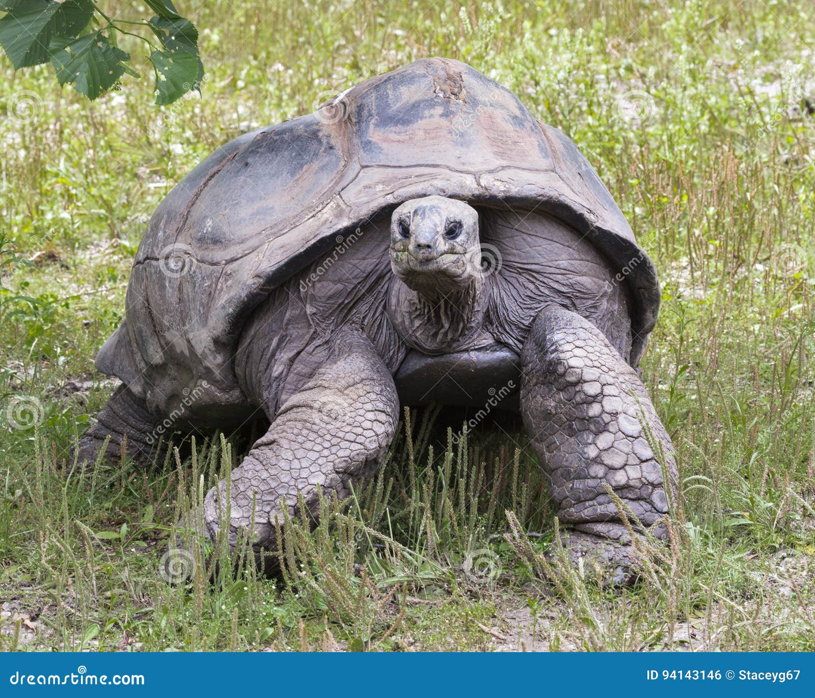 Slow moving today stock photo. Image of giant, tortoise - 94143146