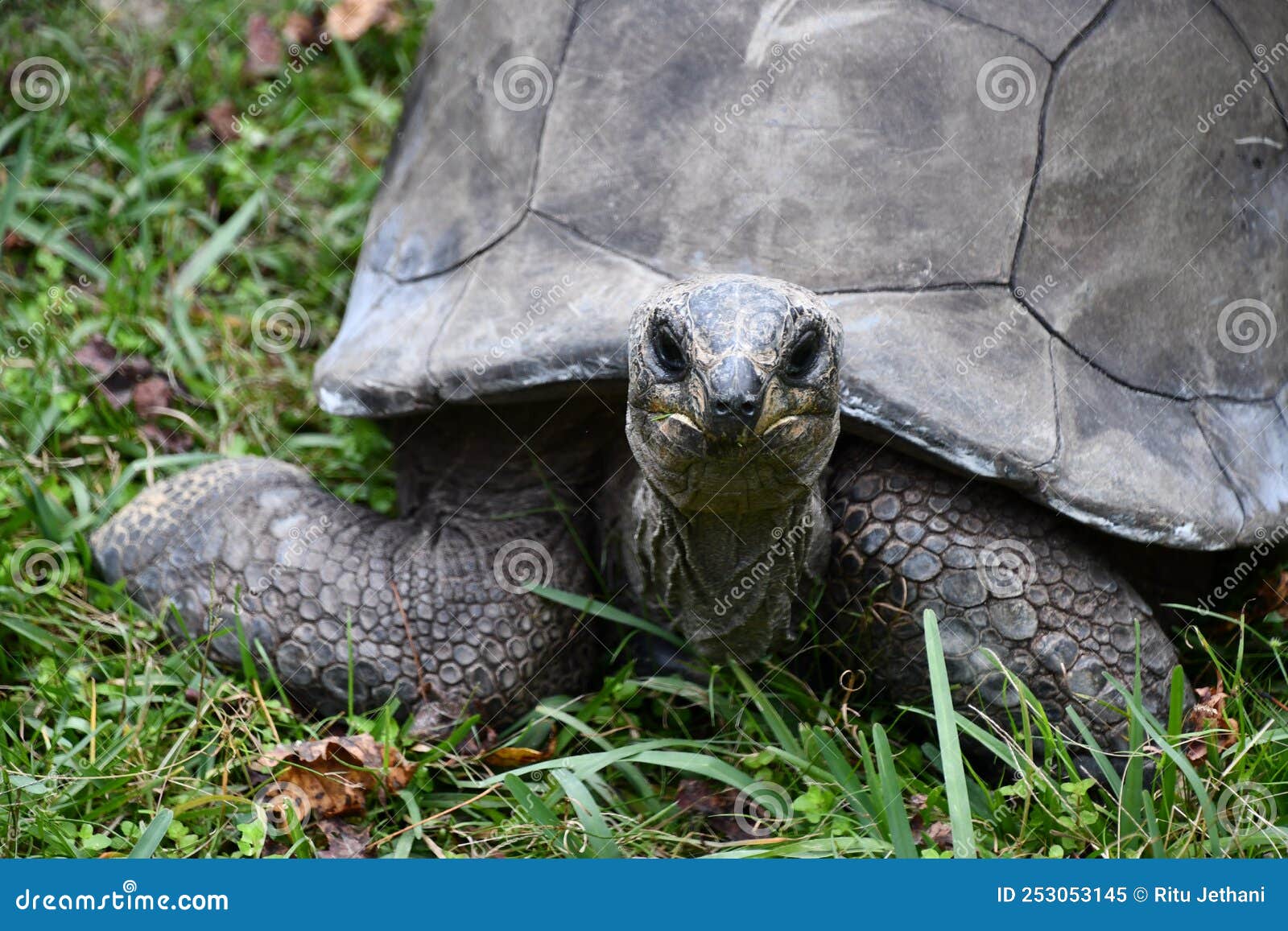 A Slow Moving Tortoise stock image. Image of africa - 253053145