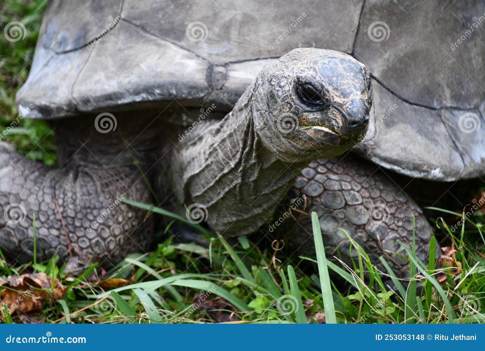 A Slow Moving Tortoise stock photo. Image of leaf, alone - 253053148