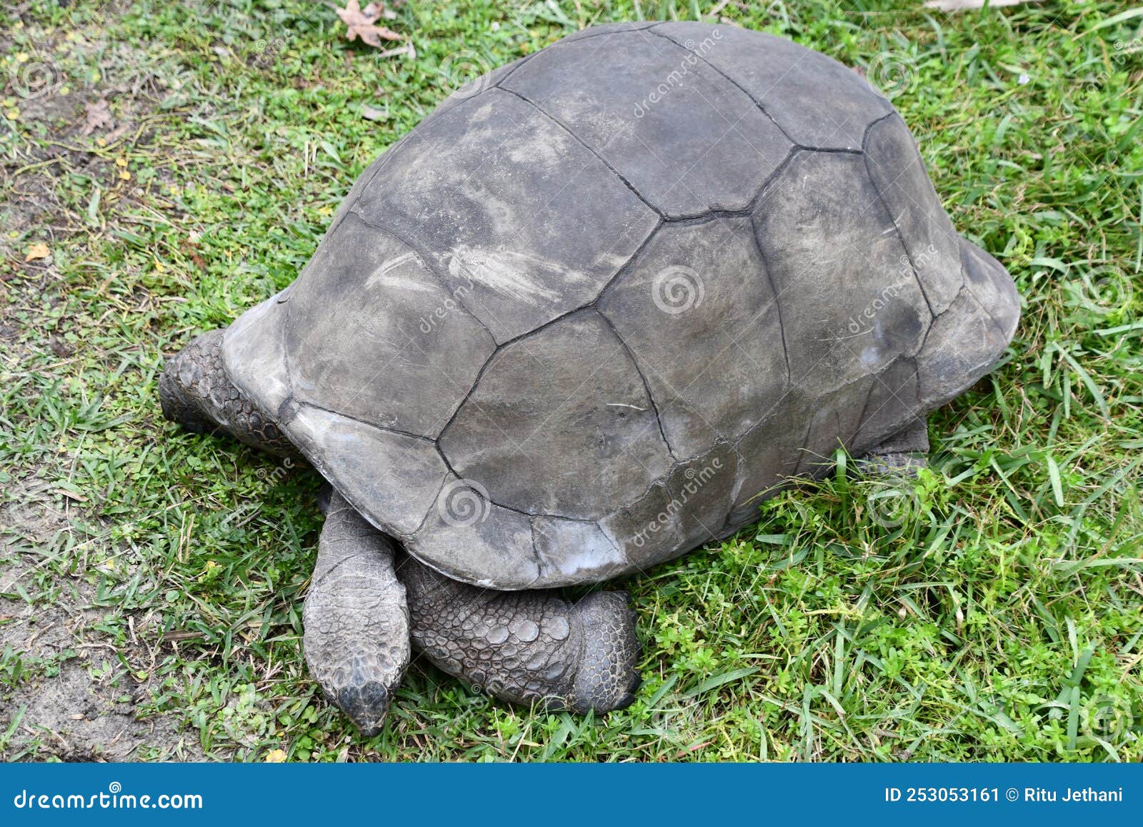 A Slow Moving Tortoise stock image. Image of closeup - 253053161