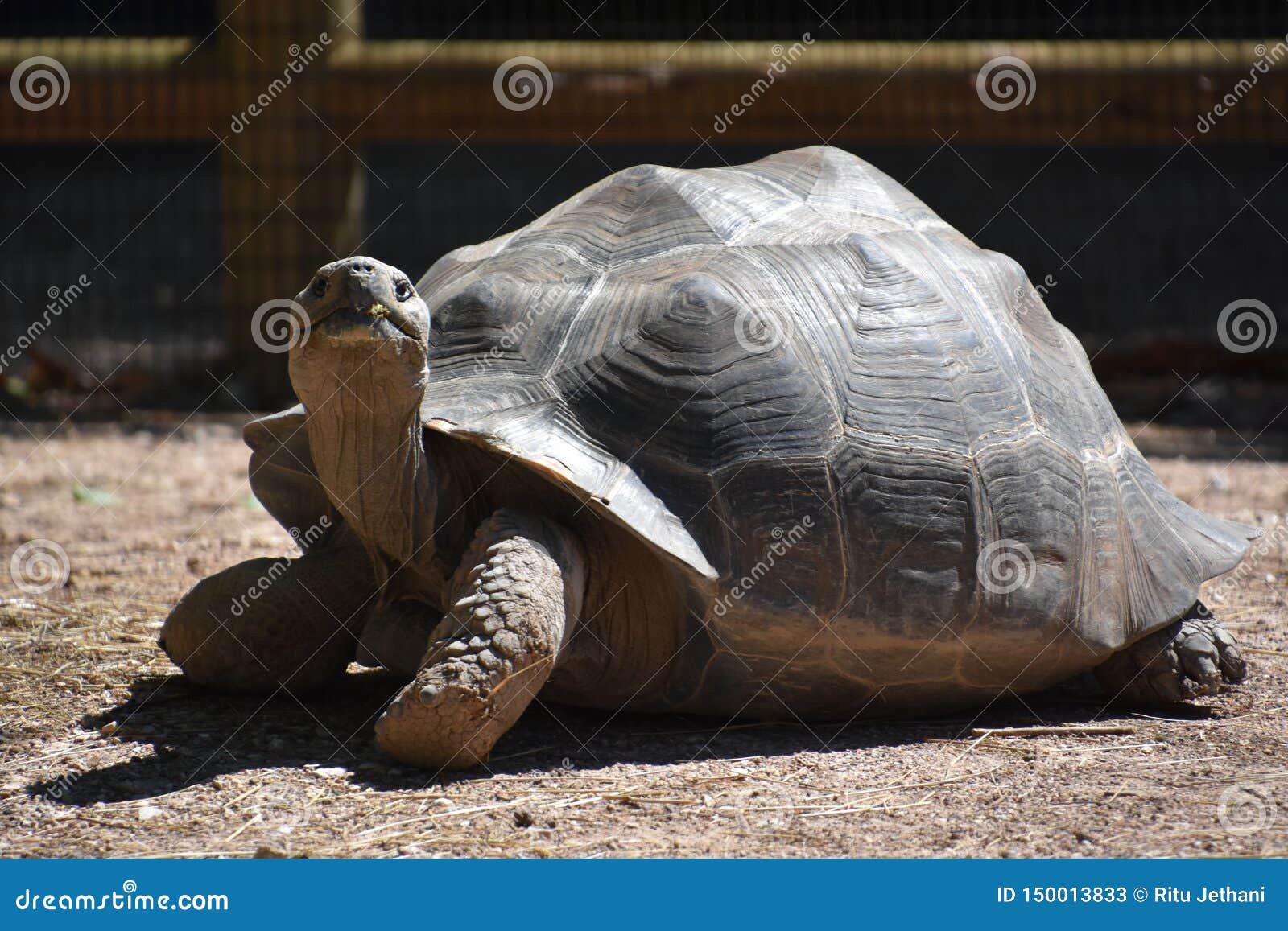 A Slow Moving Tortoise stock image. Image of life, park - 150013833