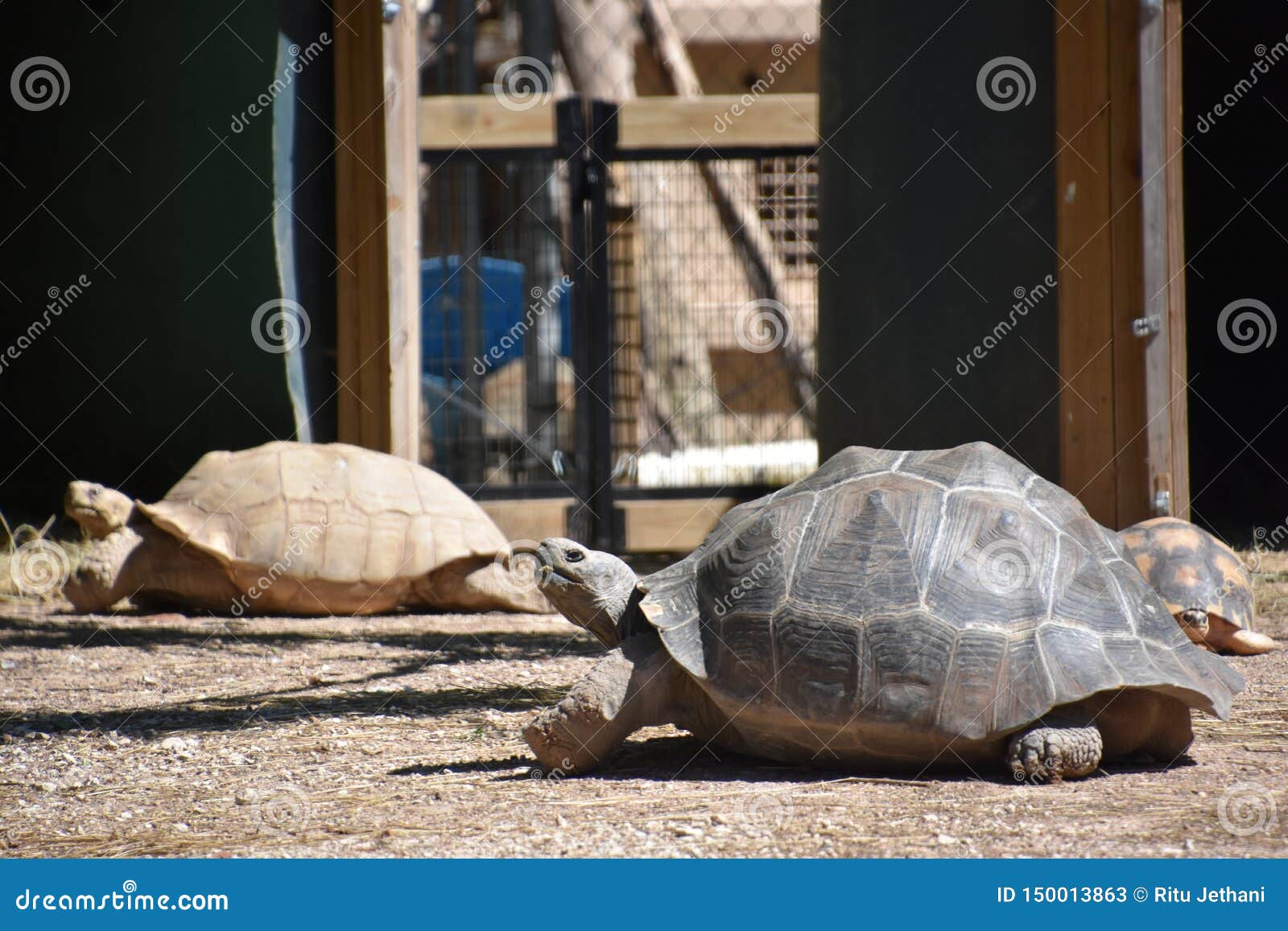 A Slow Moving Tortoise stock image. Image of ecuador - 150013863