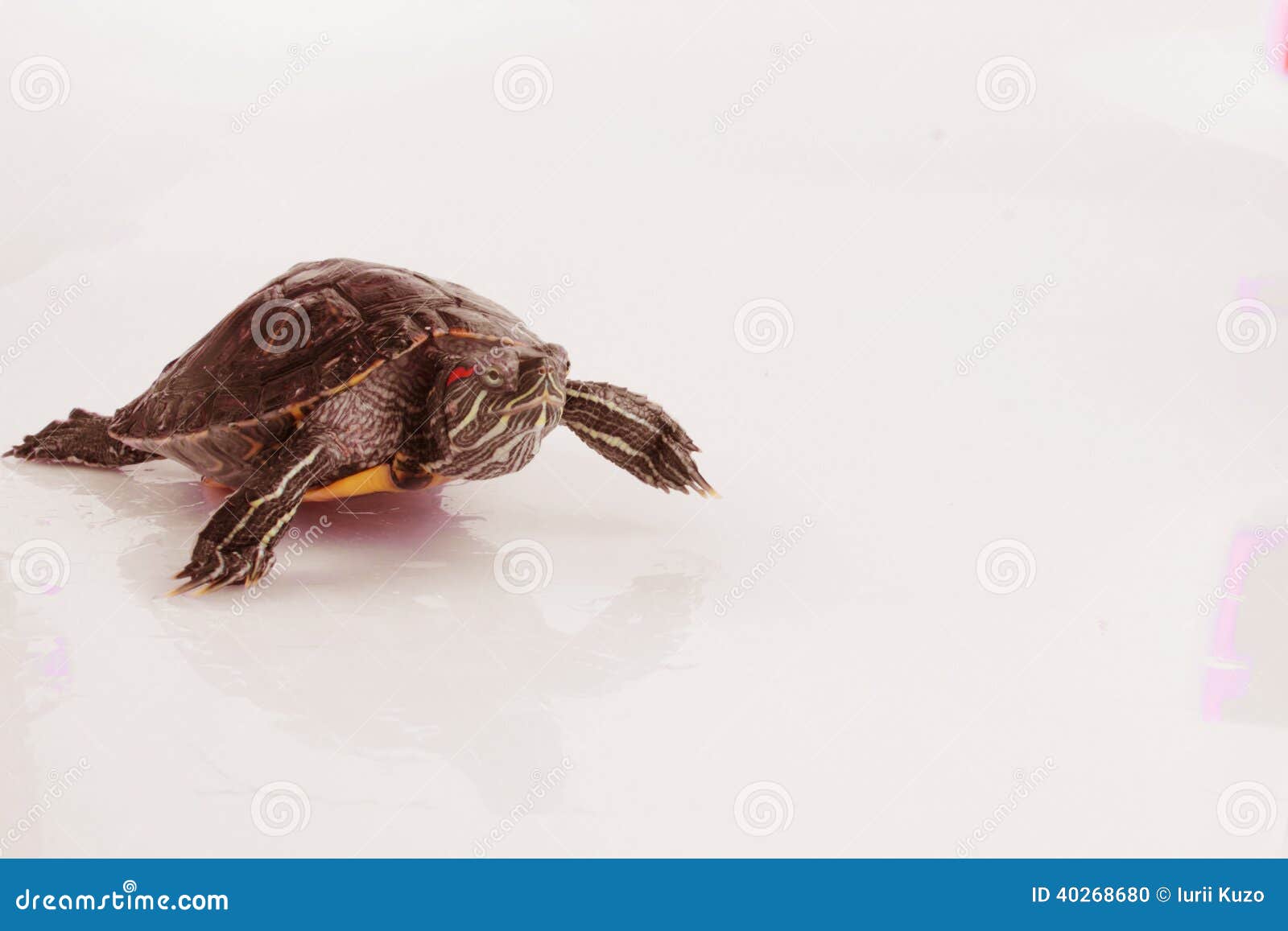 Slow moving turtles stock photo. Image of fauna, bright - 40268680
