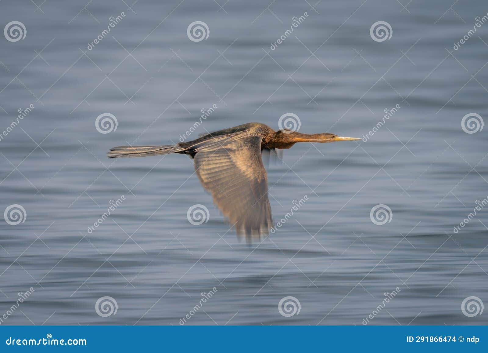 Slow Pan of African Darter Over Water Stock Photo - Image of bird ...