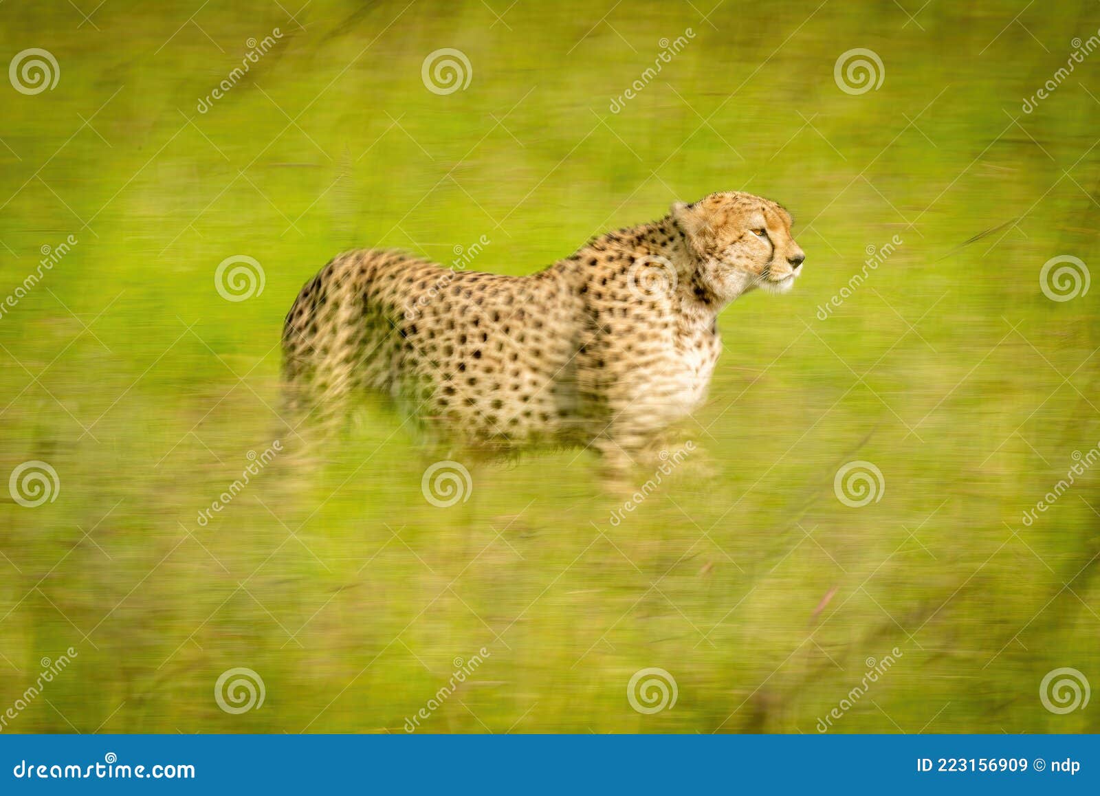 Slow Pan of Cheetah Crossing Sunny Grassland Stock Image - Image of ...