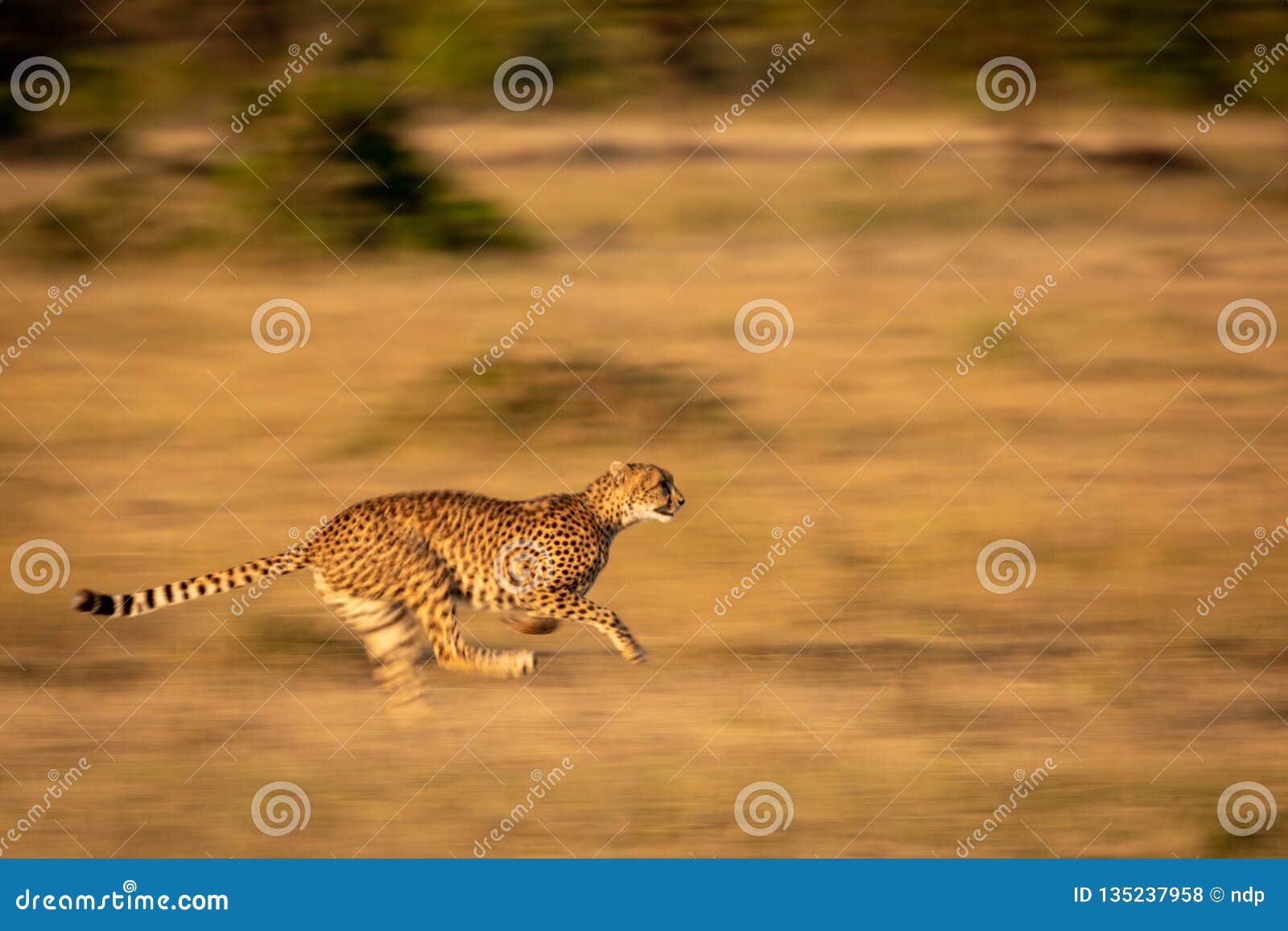 Slow Pan Of Cheetah Crossing Grassy Plain Stock Photo | CartoonDealer ...