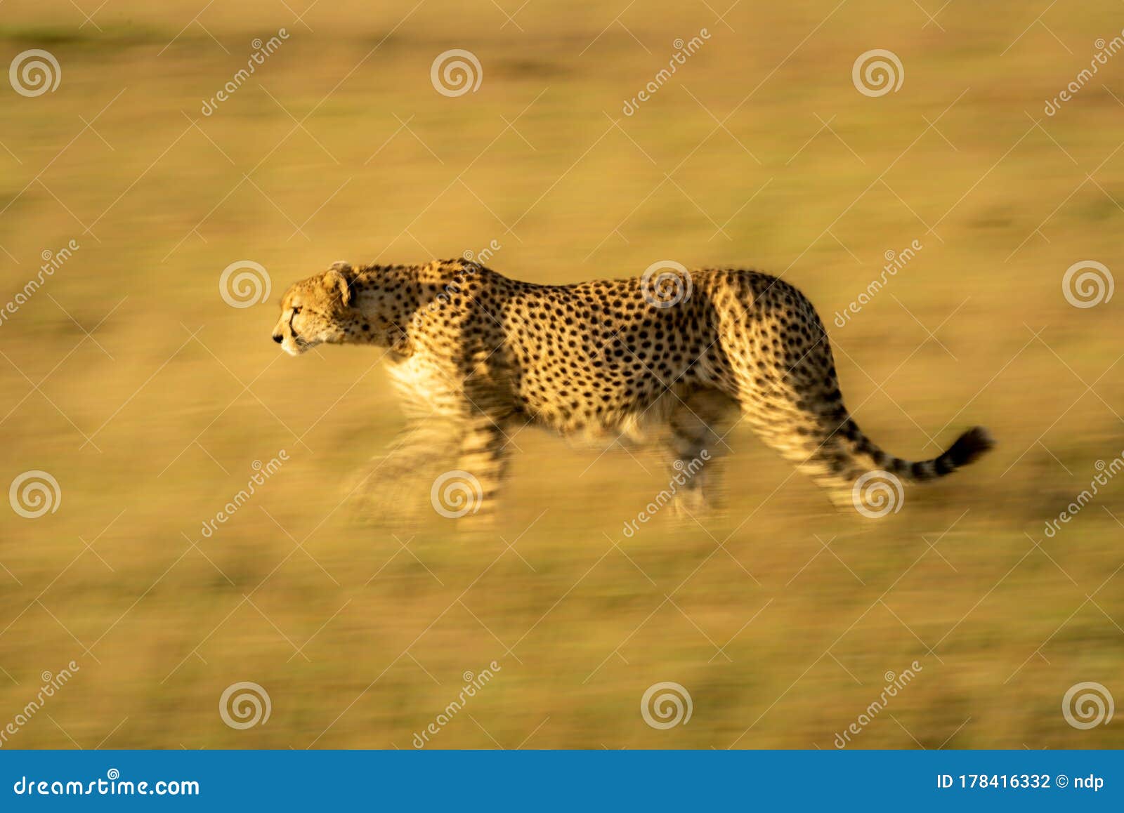 Slow Pan of Cheetah Walking Across Grassland Stock Photo - Image of ... Slow Pan of Cheetah Walking Across Grassland Stock Photo - Image of ...