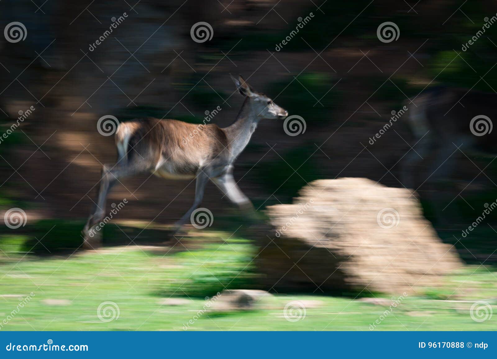 Slow Pan of Deer Running Past Rock Stock Photo - Image of rock, slow ...