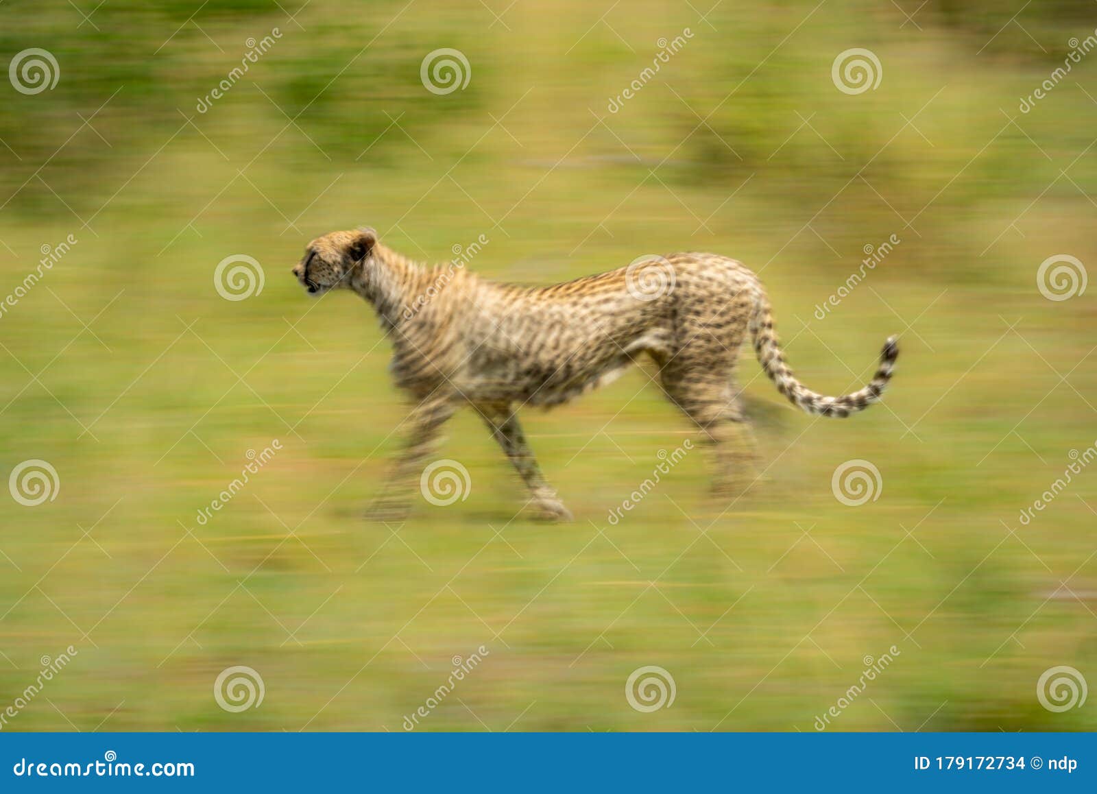 Slow Pan of Female Cheetah in Grass Stock Photo - Image of drive ...