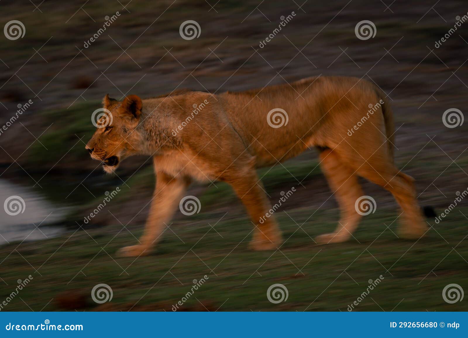 Slow Pan of Lioness Walking Down Riverbank Stock Photo - Image of ...