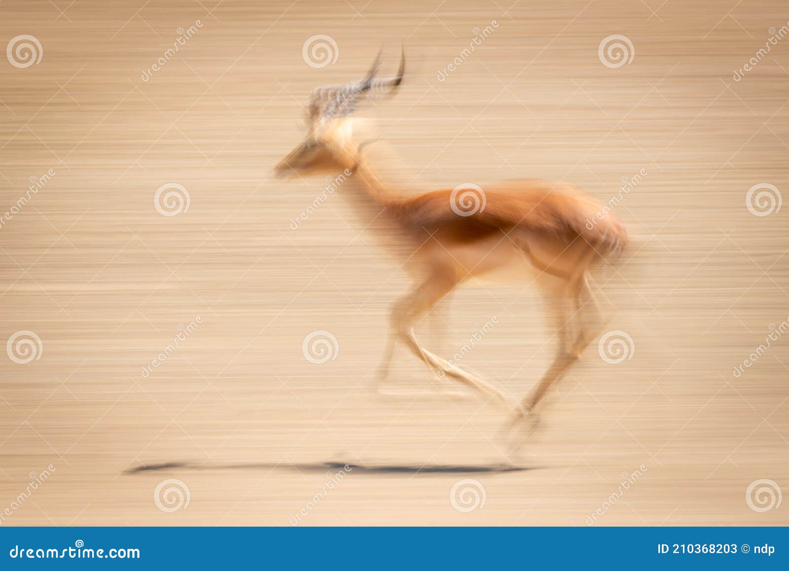 Common Impala In Kruger National Park, South Africa Stock Photo ...