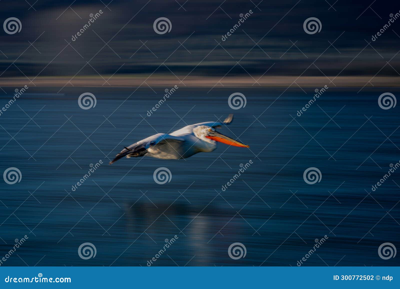 Slow Pan of Pelican Gliding Along Shoreline Stock Photo - Image of ...