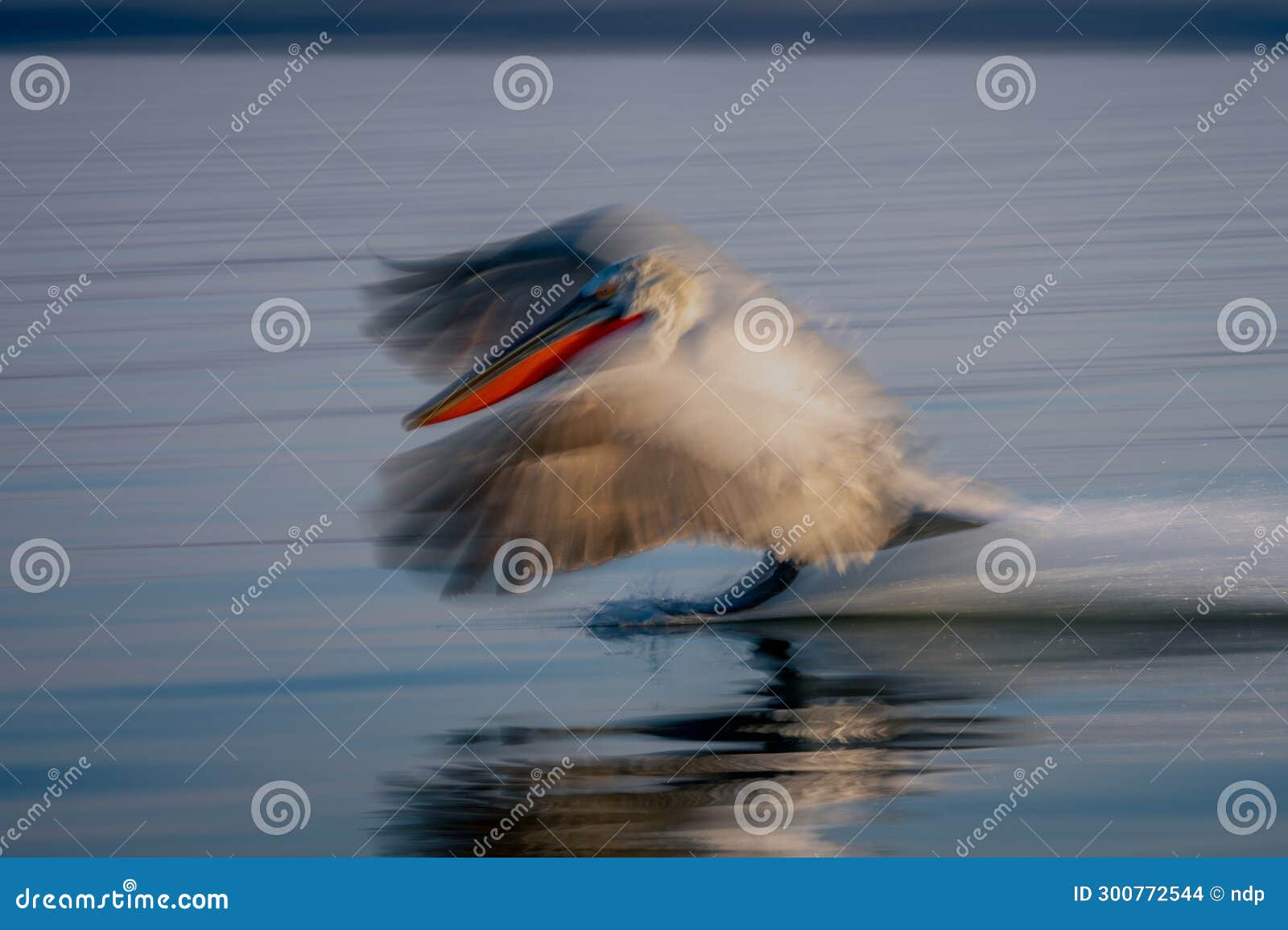 Slow Pan of Pelican Landing in Water Stock Photo - Image of horizontal ...