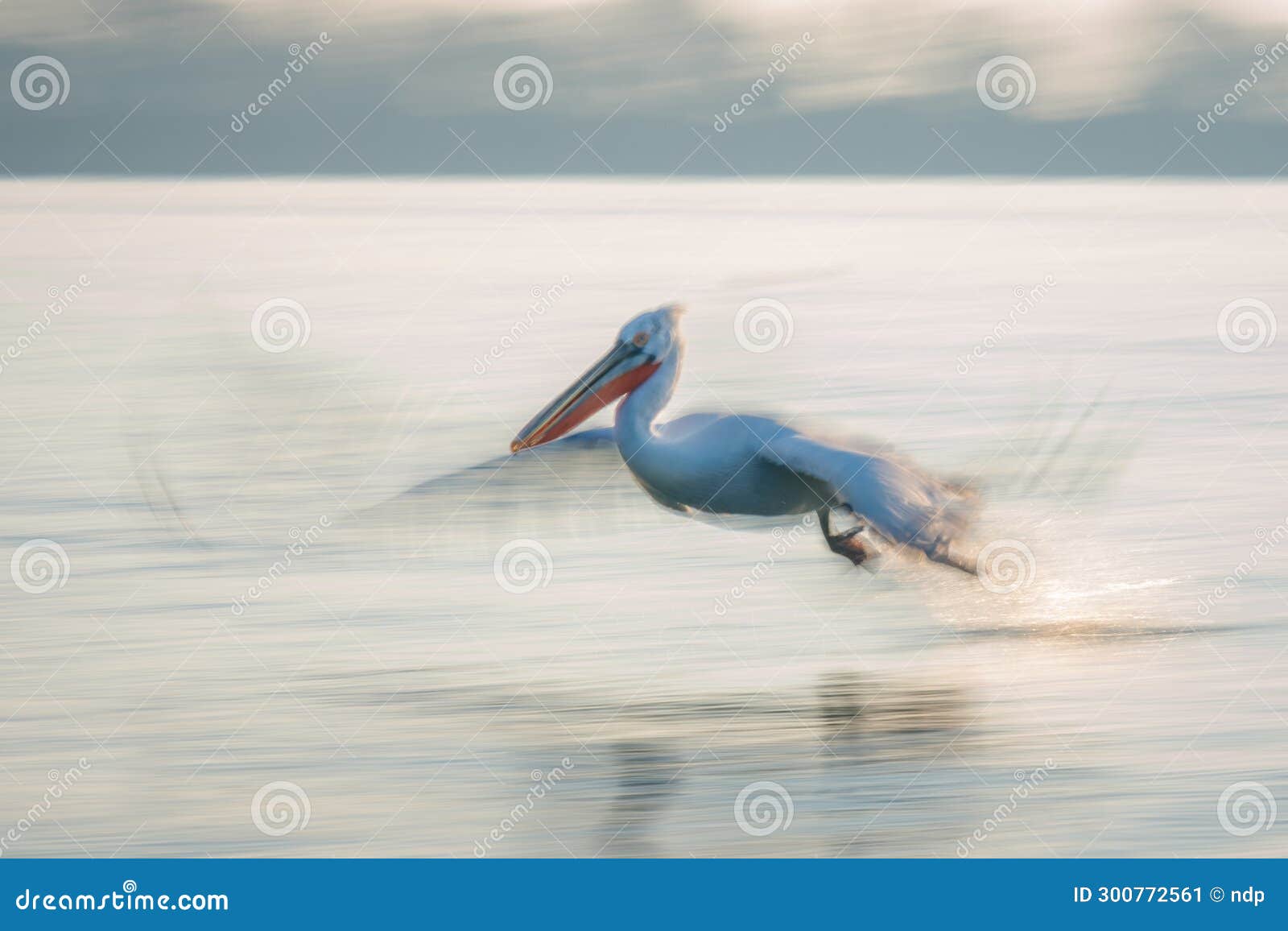 Slow Pan of Pelican Lifting Off Water Stock Image - Image of landscape ...