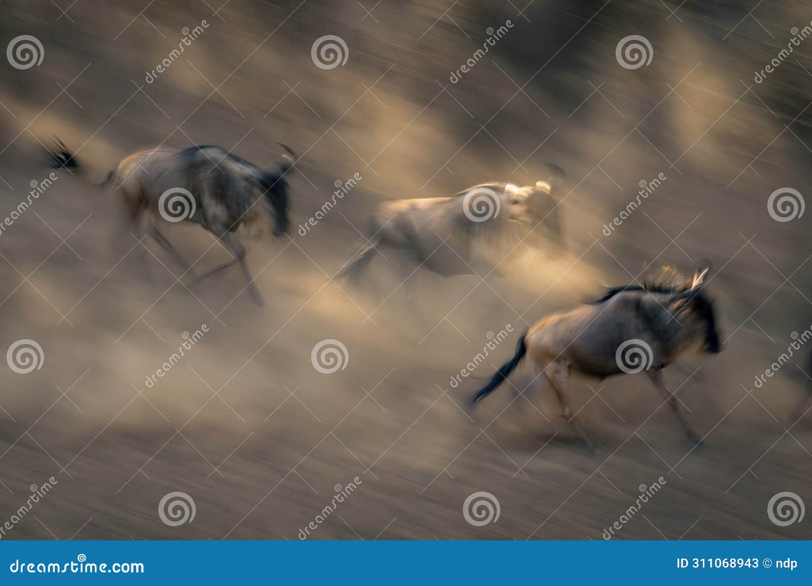 Slow Pan of Three Wildebeest Galloping Together Stock Image - Image of ...