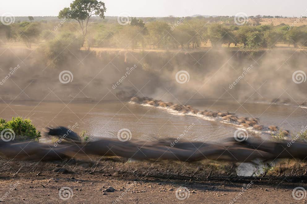 Slow Pan of Wildebeest Crossing in Dust Stock Image - Image of blue ...