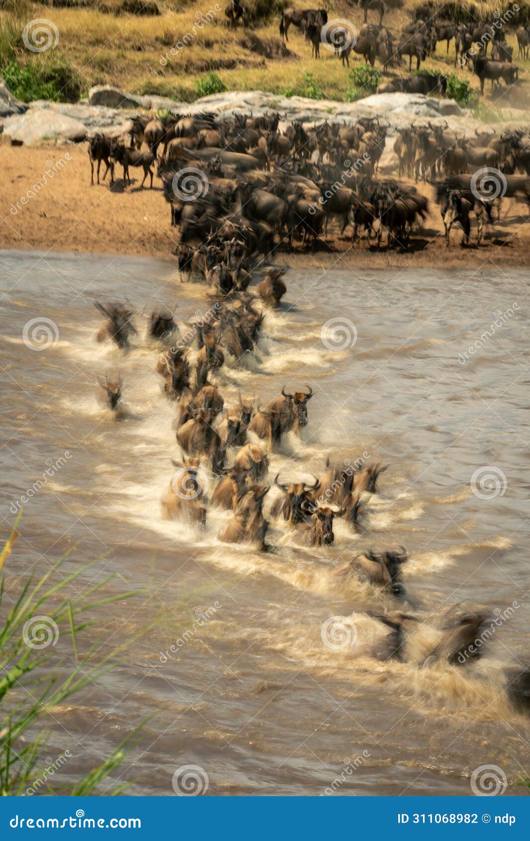 Slow Pan of Wildebeest Crossing Shallow Stream Stock Photo - Image of ...
