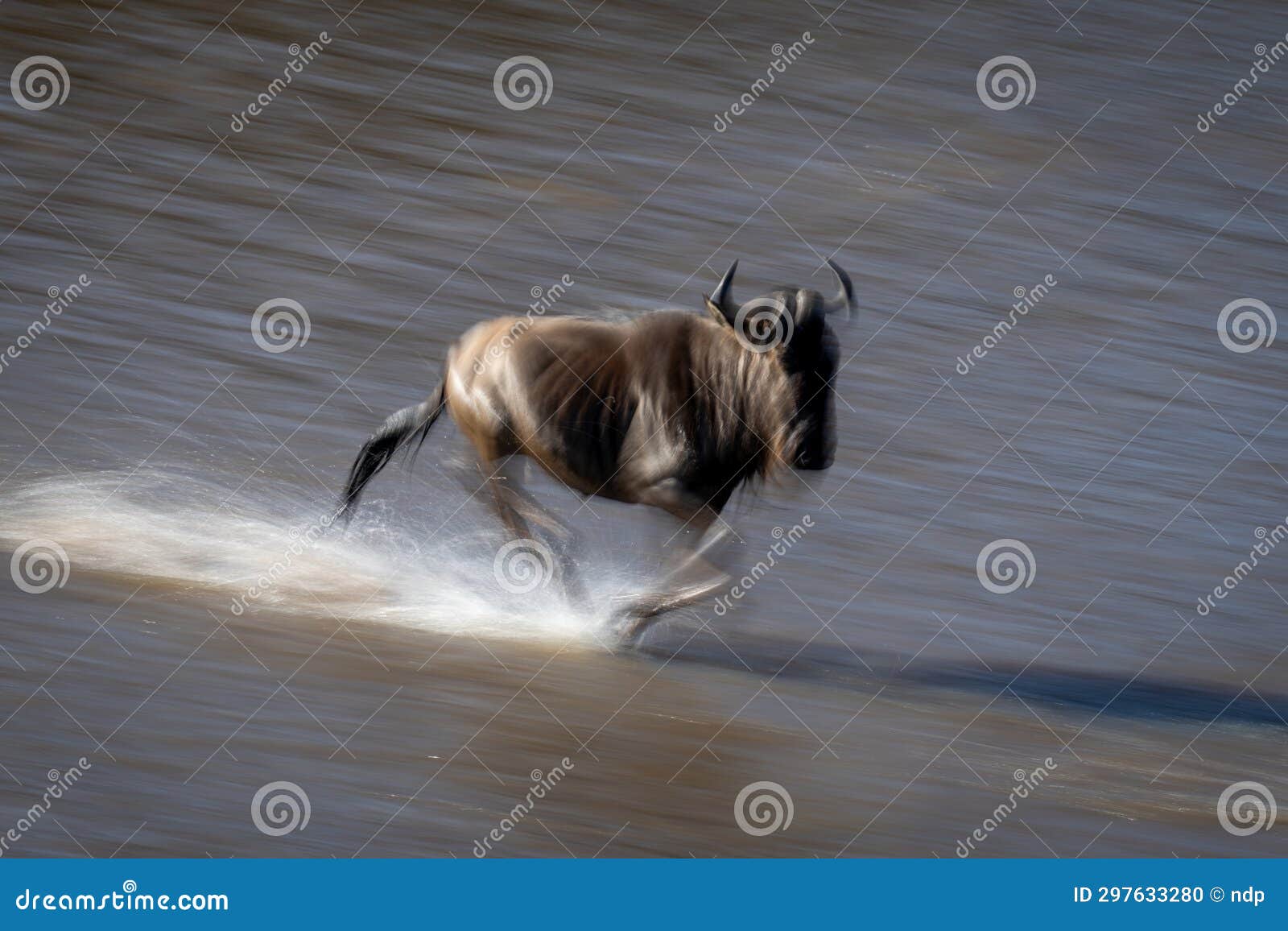 Slow Pan of Wildebeest Galloping Across Waterway Stock Photo - Image of ...