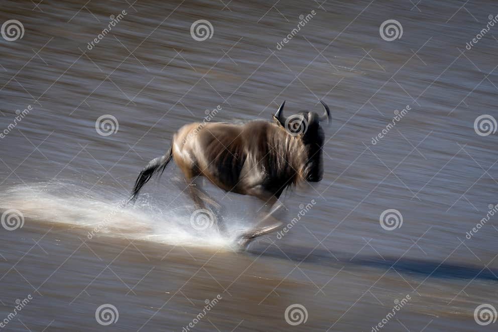 Slow Pan of Wildebeest Galloping Across Waterway Stock Photo - Image of ...