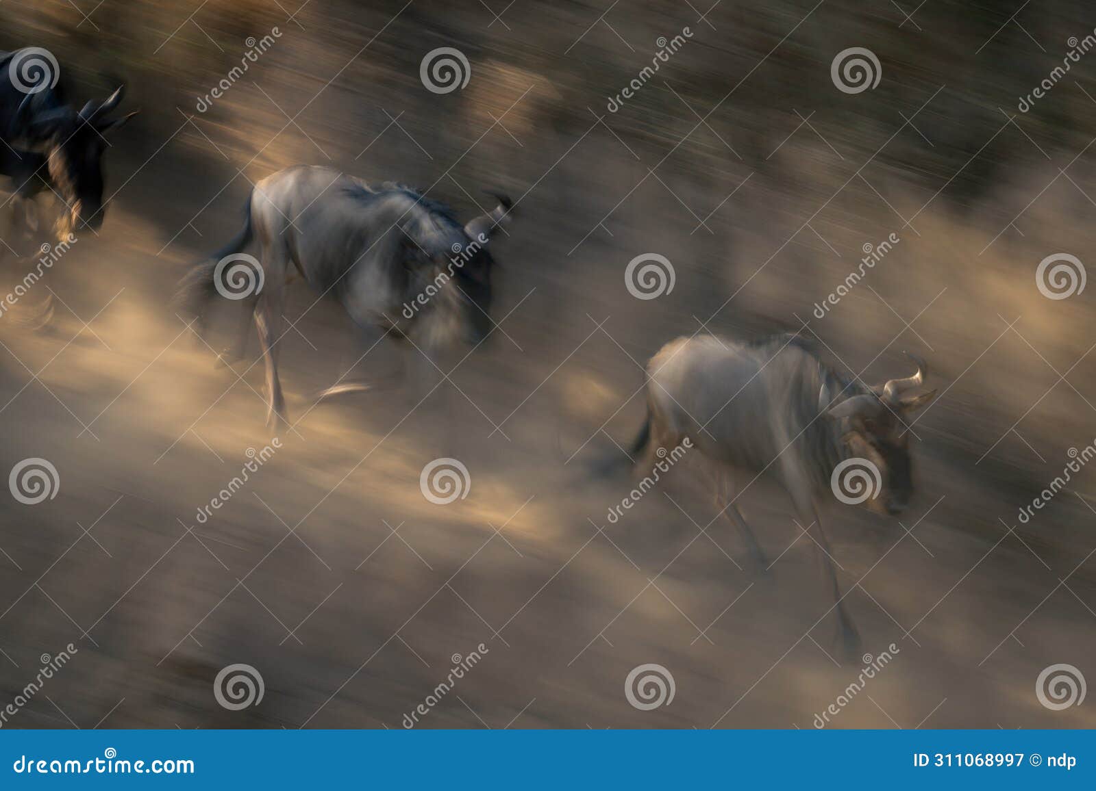 Slow Pan of Wildebeest Galloping in Dust Stock Image - Image of plain ...