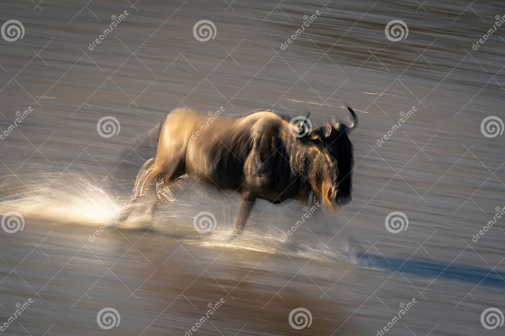 Slow Pan of Wildebeest Galloping Over Mara Stock Photo - Image of river ...