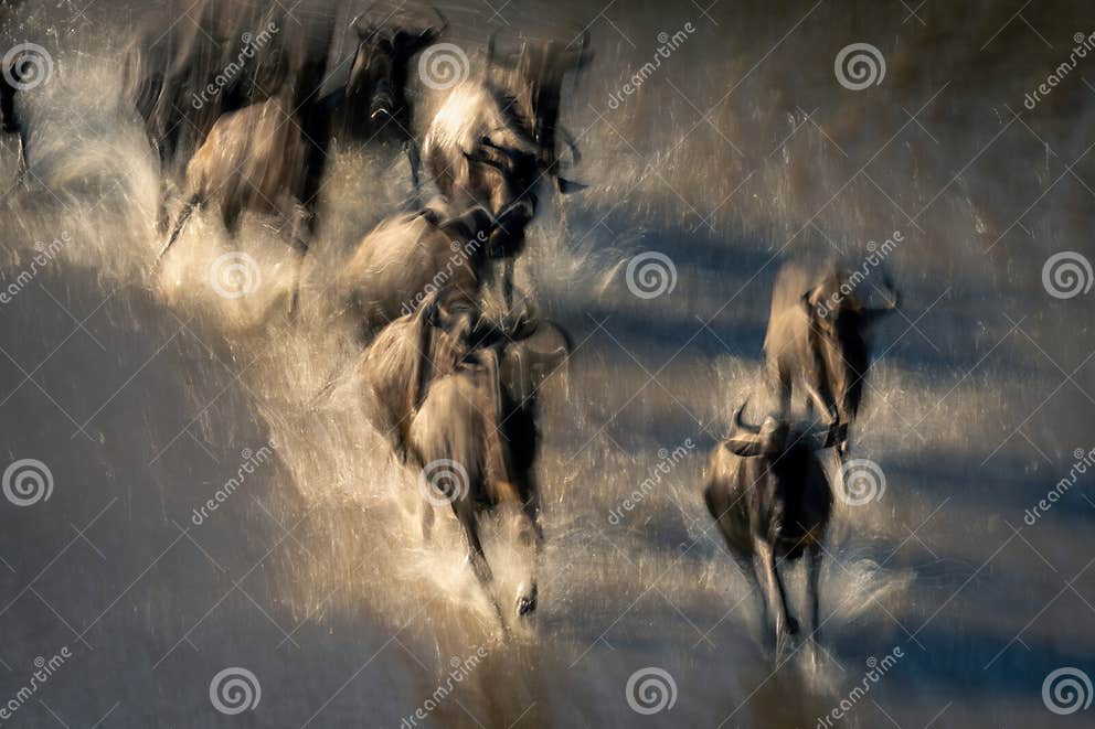 Slow Pan of Wildebeest Galloping through River Stock Image - Image of ...