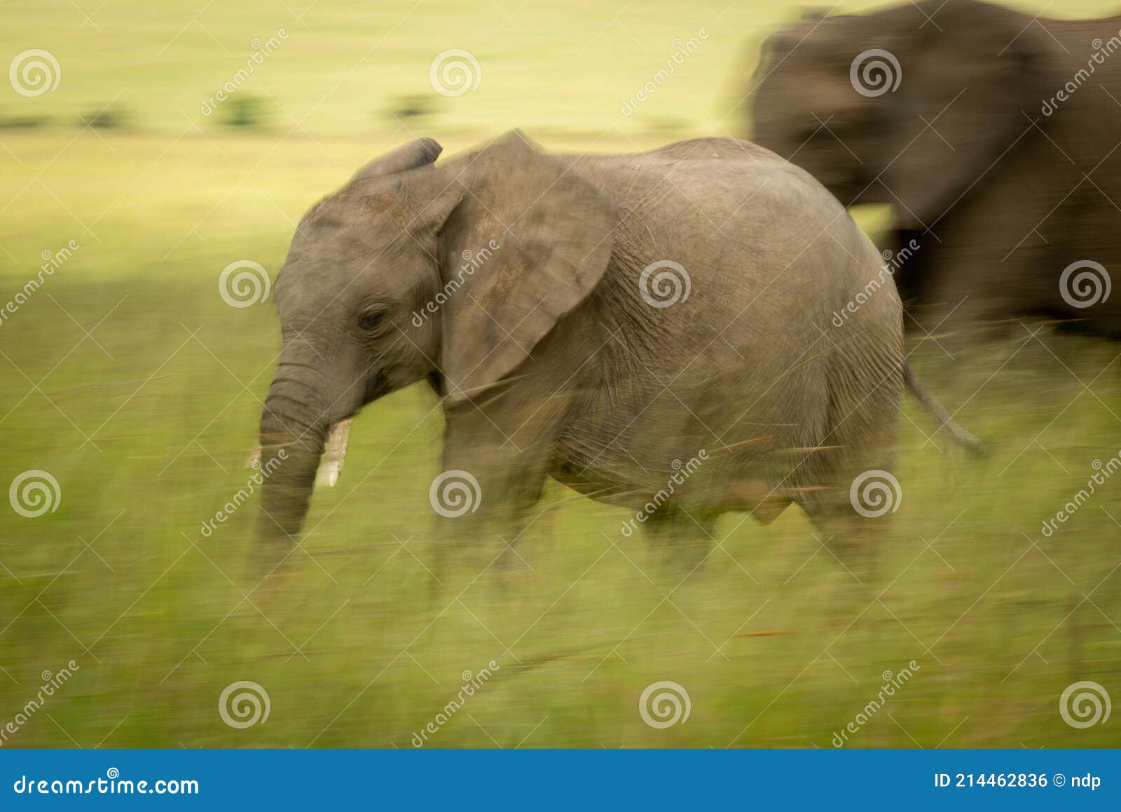 Slow Pan of Young African Bush Elephant Stock Photo - Image of travel ...
