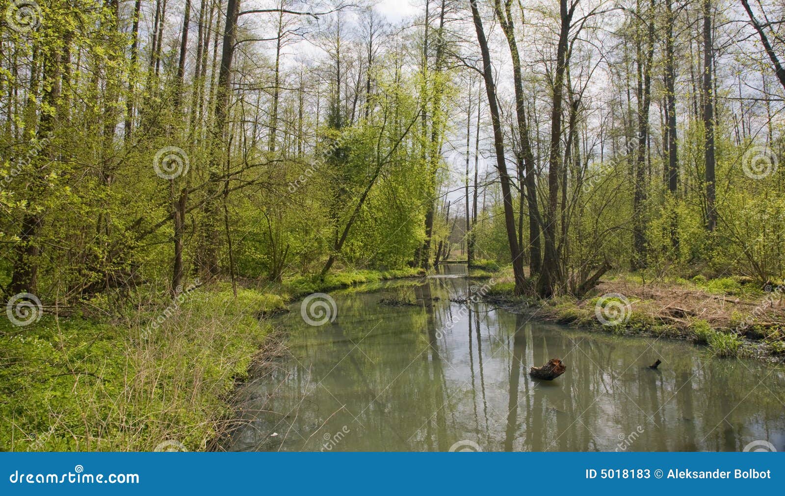 Slow River Flowing Across Forest Stock Image - Image of april, poland ...