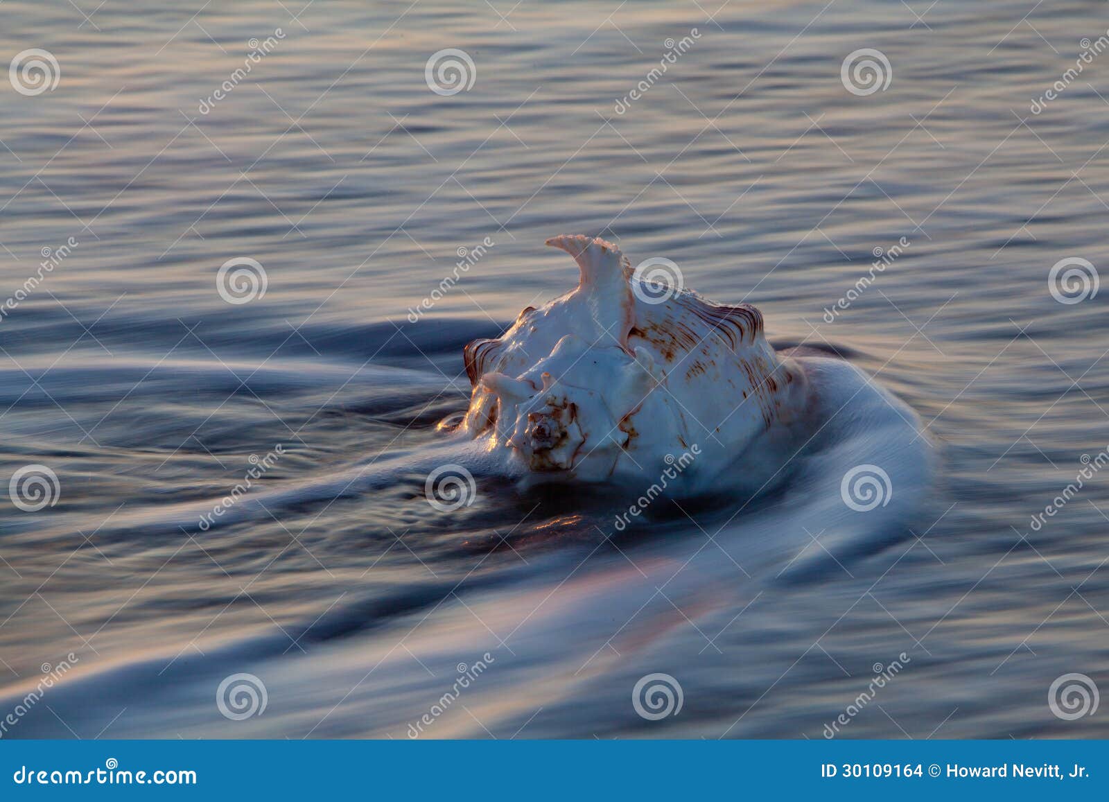 Conch shell in ocean wave stock photo. Image of shallow - 30109164
