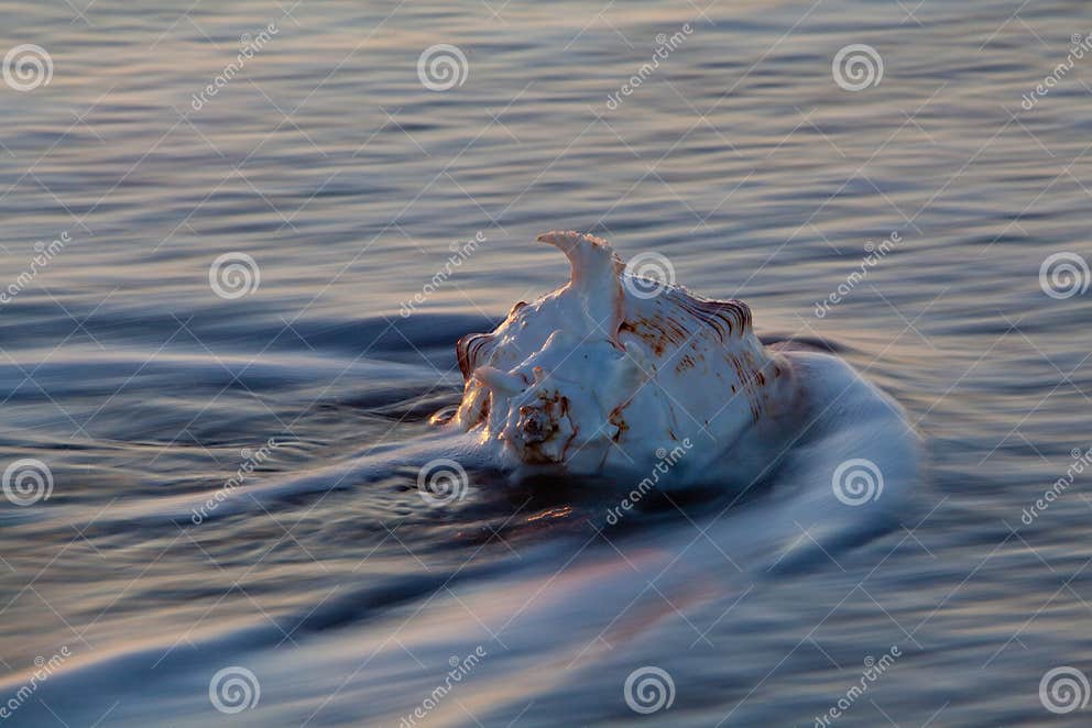 Conch shell in ocean wave stock photo. Image of shallow - 30109164