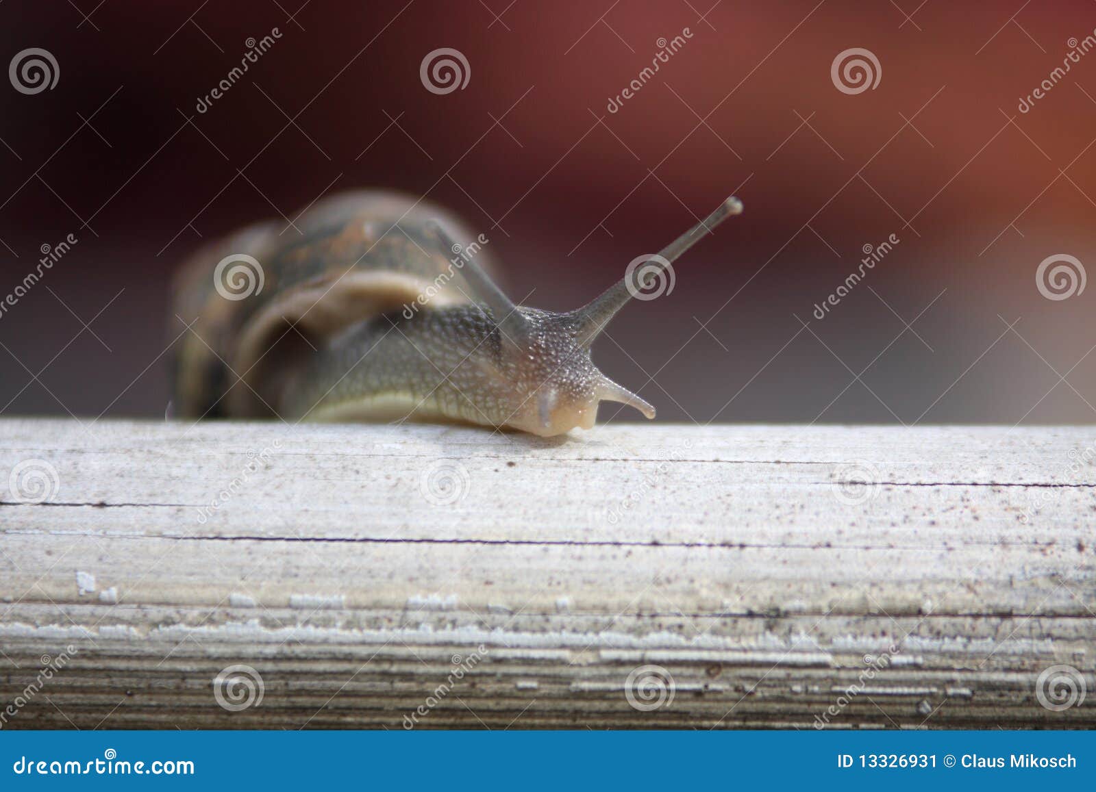 Slow snail stock image. Image of shell, moving, colourful - 13326931