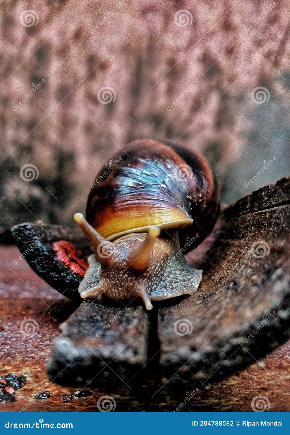 A slow snail stock photo. Image of pest, leaf, insect - 204788582