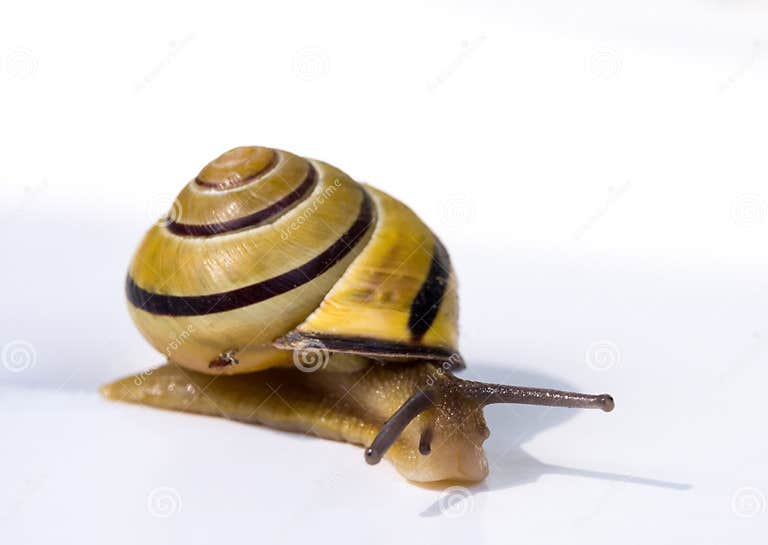 Slow snail stock photo. Image of progress, metaphor, snail - 26202604