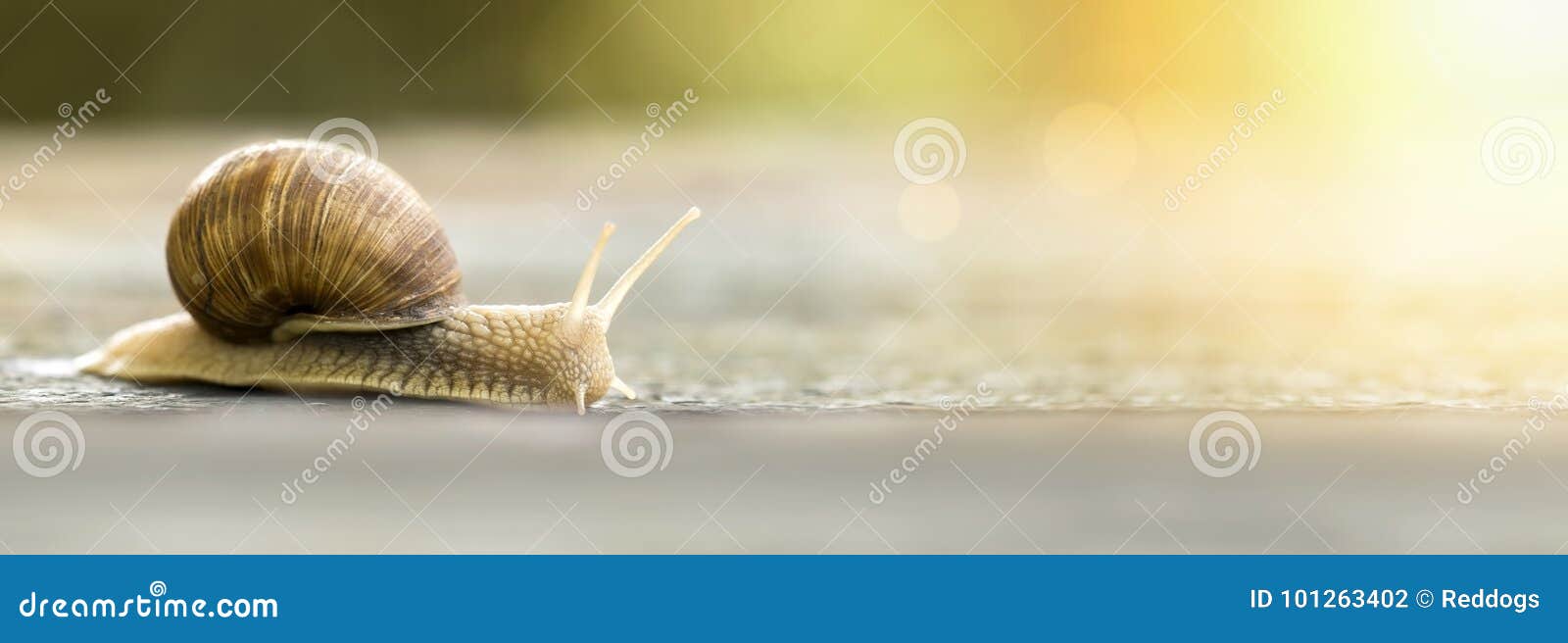 Slow snail crawling stock photo. Image of copy, snail - 101263402