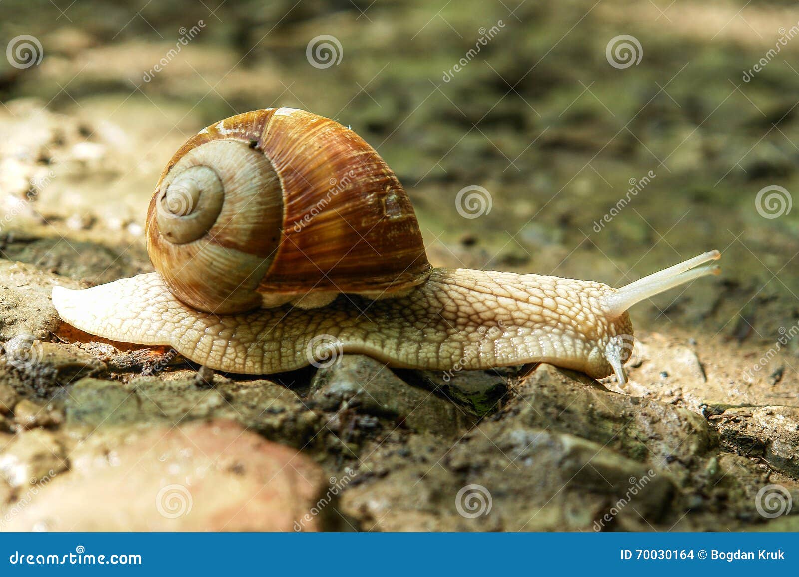 Slow snail stock photo. Image of outdoor, slowly, moss - 70030164