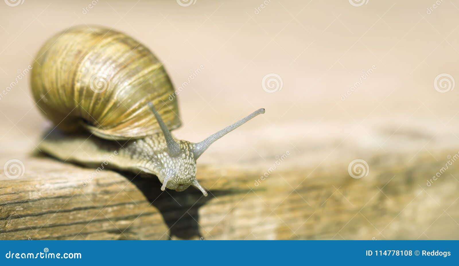 Slow Snail - Web Banner with Copy Space Stock Photo - Image of shell ...