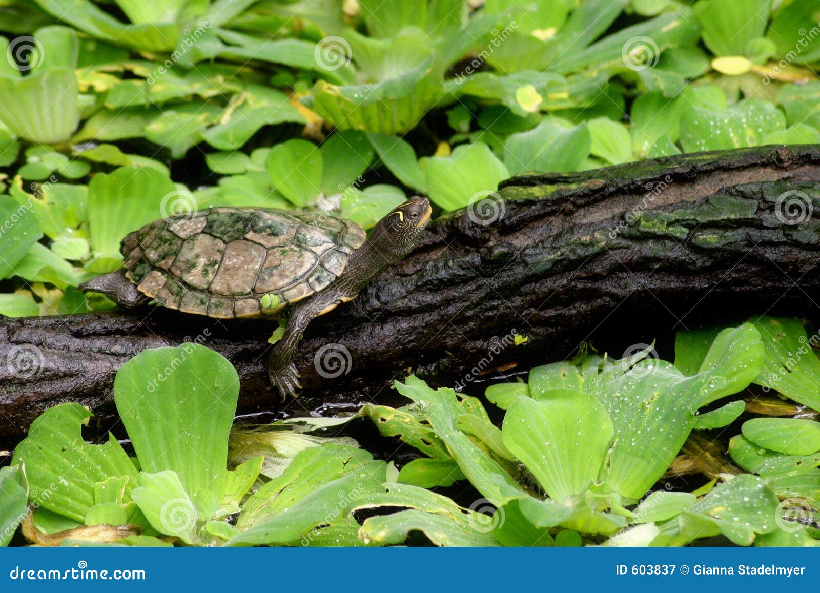 Slow and Steady stock image. Image of turtles, pattern - 603837