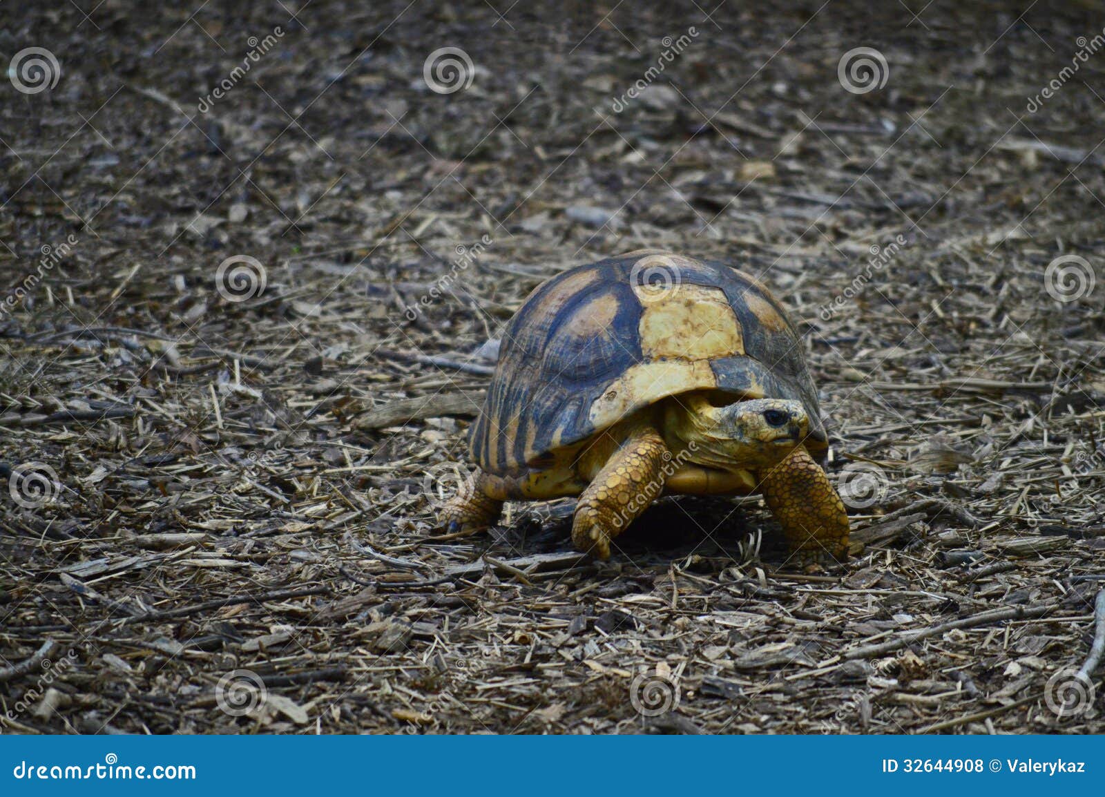 Slow and Steady stock photo. Image of isolated, animal - 32644908
