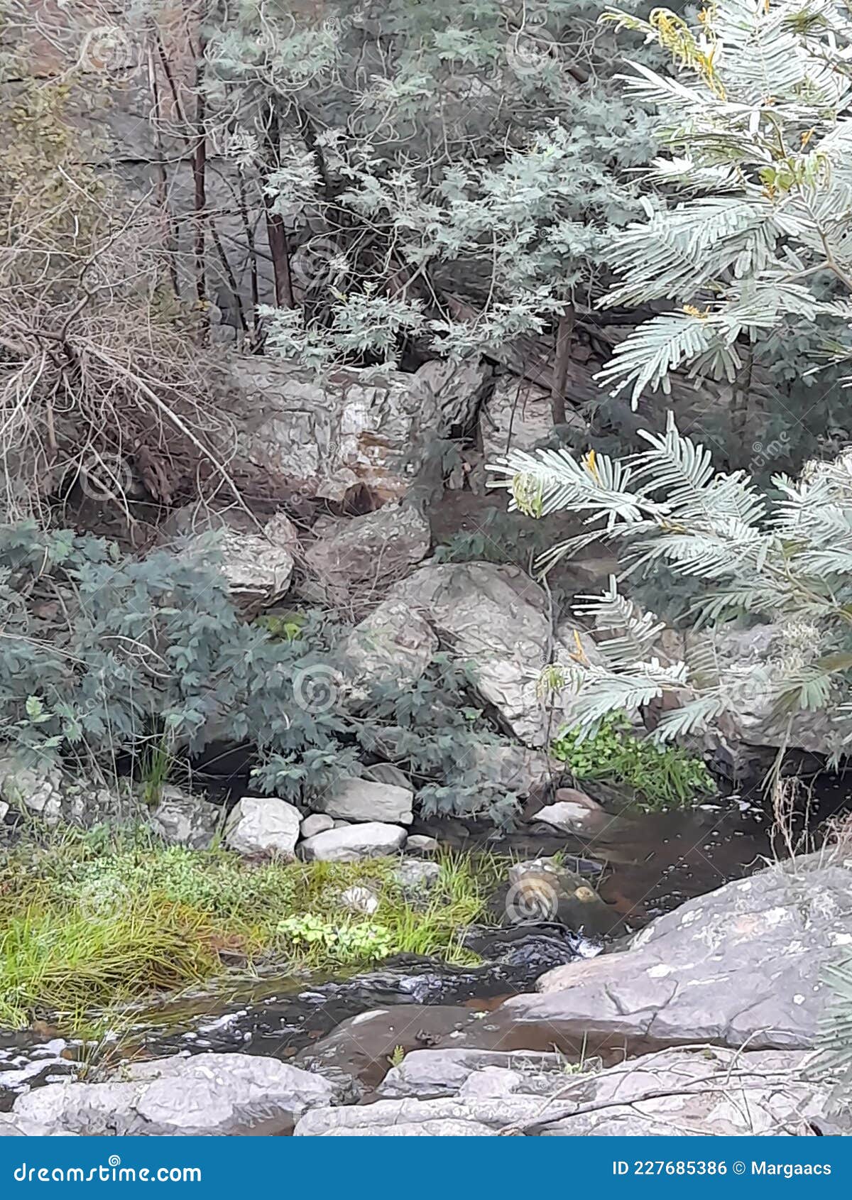 Slow stream in the bush stock photo. Image of nature - 227685386