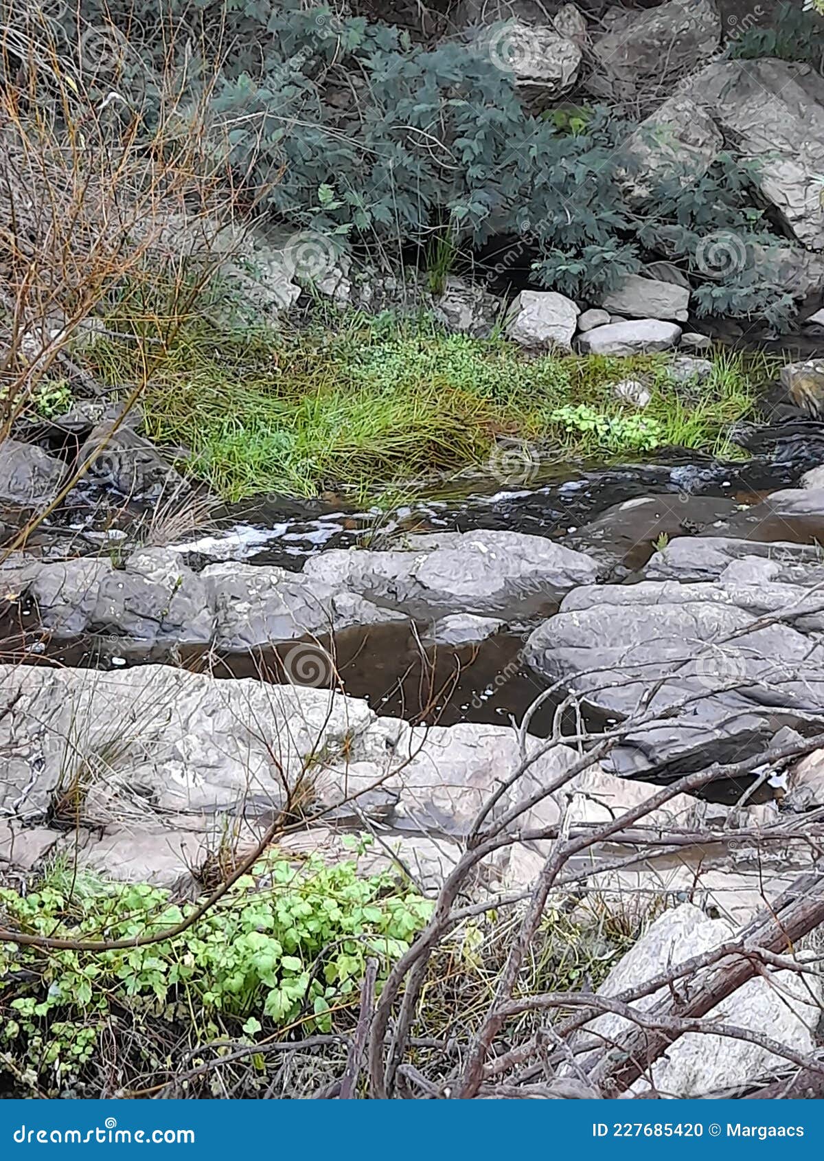 Slow stream in the bush stock photo. Image of nature - 227685420